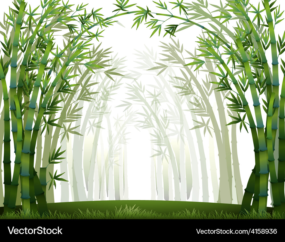 Bamboo Royalty Free Vector Image - VectorStock