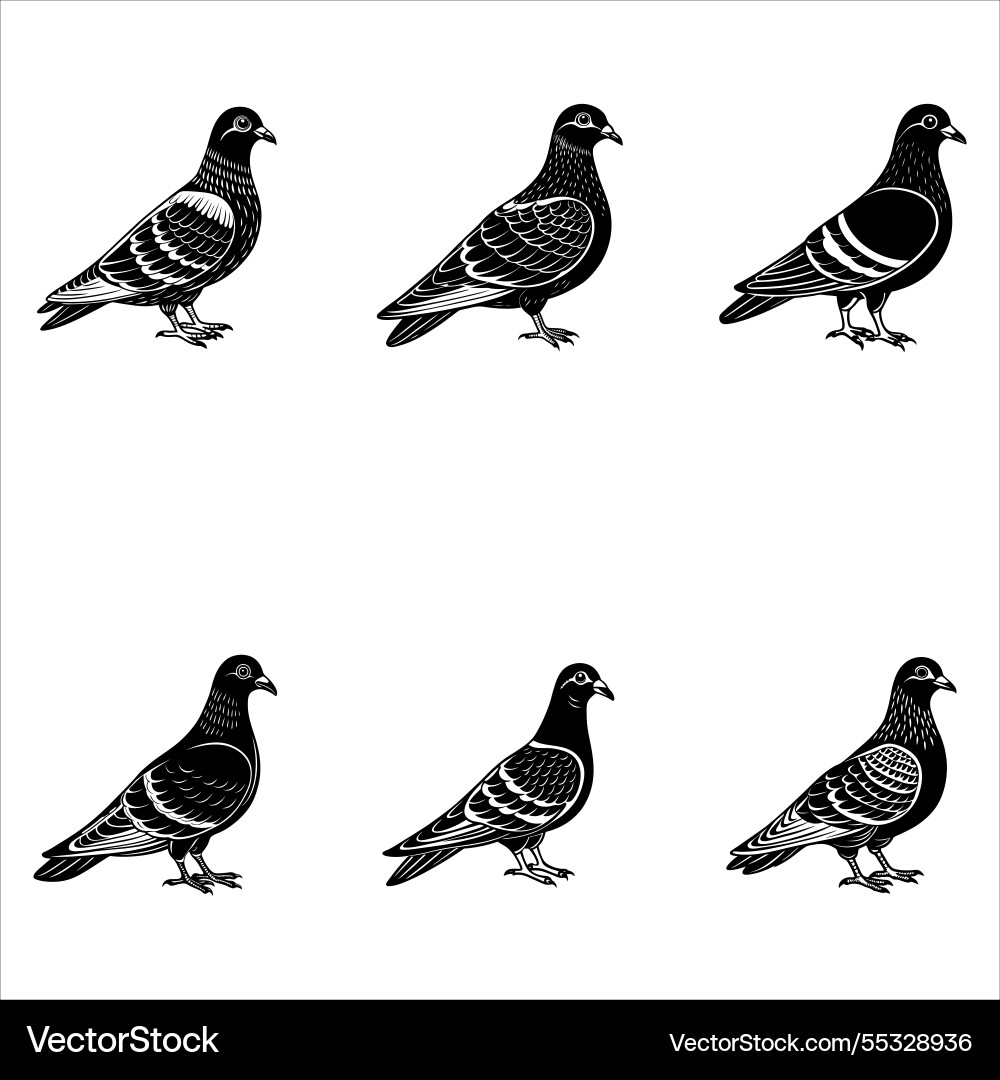 Typische Tauben Lizenzfreies Vektorbild - VectorStock