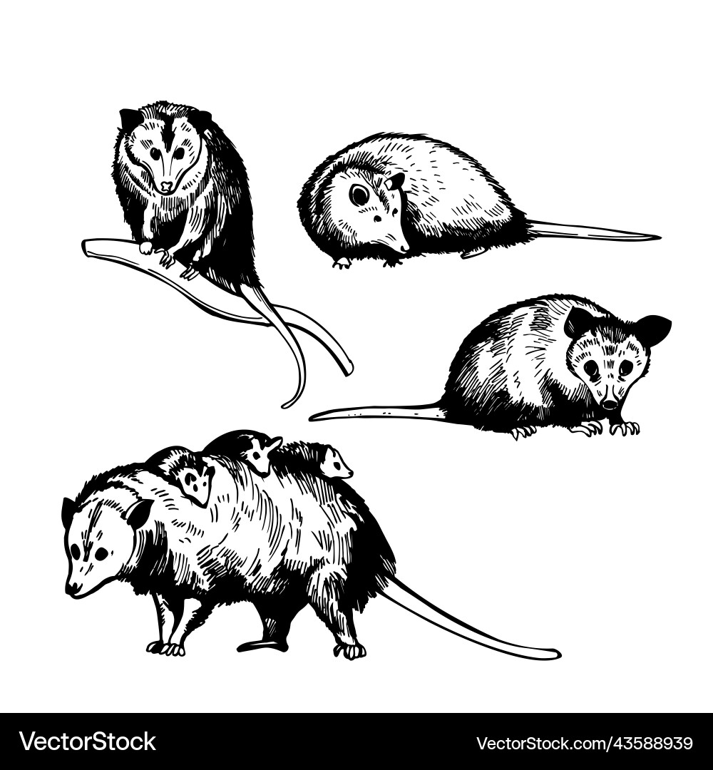 Opossum sketch Royalty Free Vector Image - VectorStock