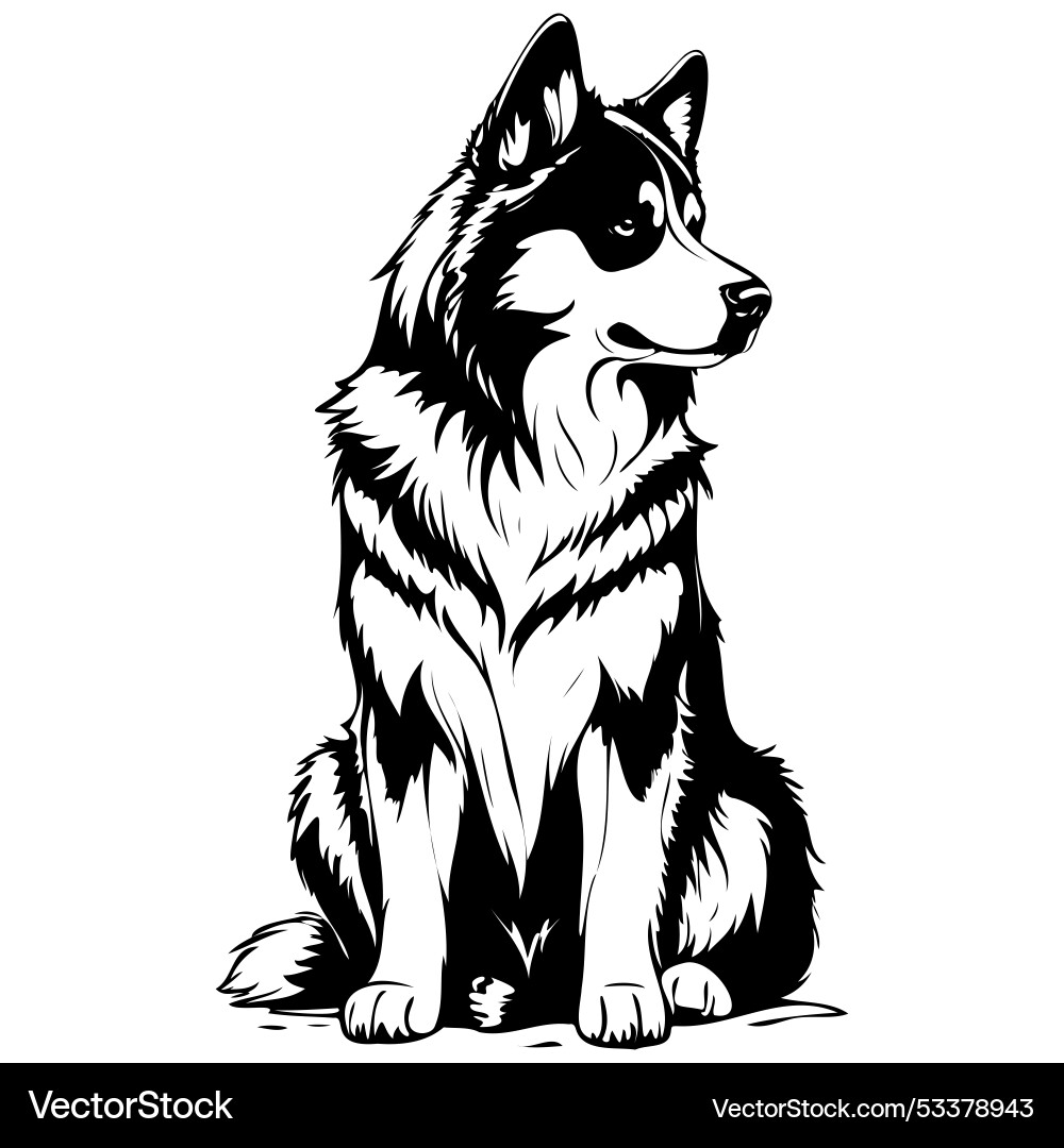 Alaskan malamute sitting drawing realistic hand Vector Image