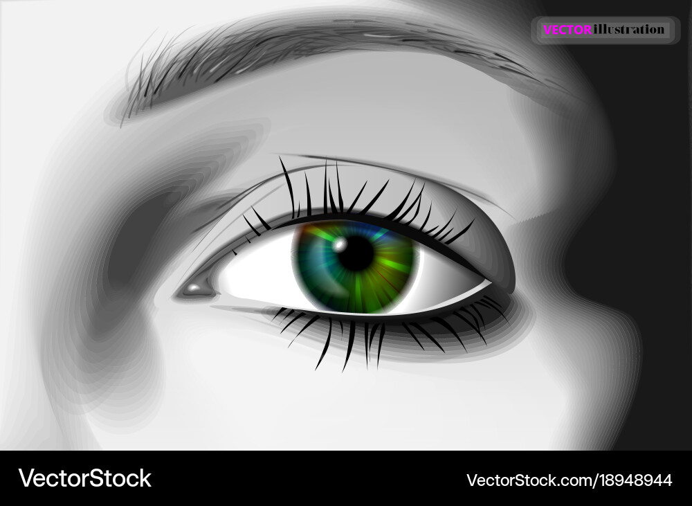 Realistic woman eye Royalty Free Vector Image - VectorStock