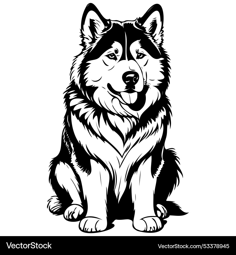 Alaskan malamute sitting engraving drawing Vector Image