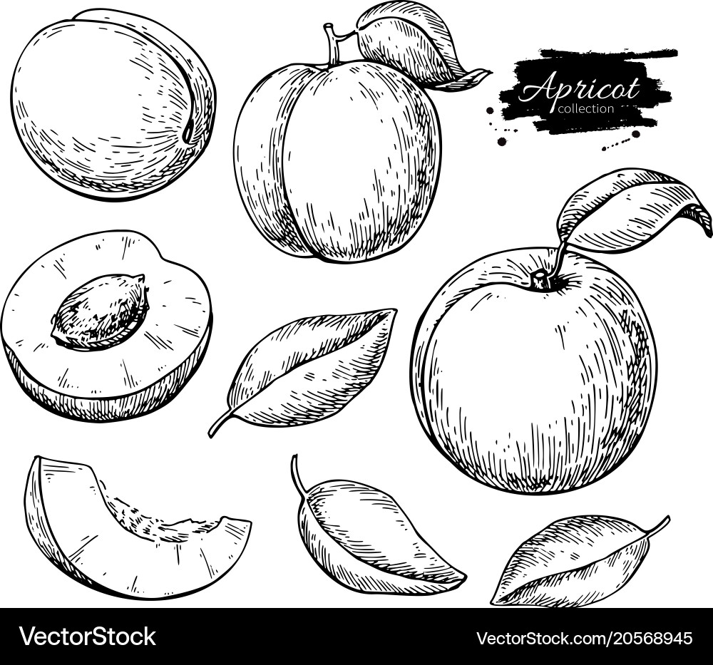 Apricot drawing hand drawn fruit Royalty Free Vector Image