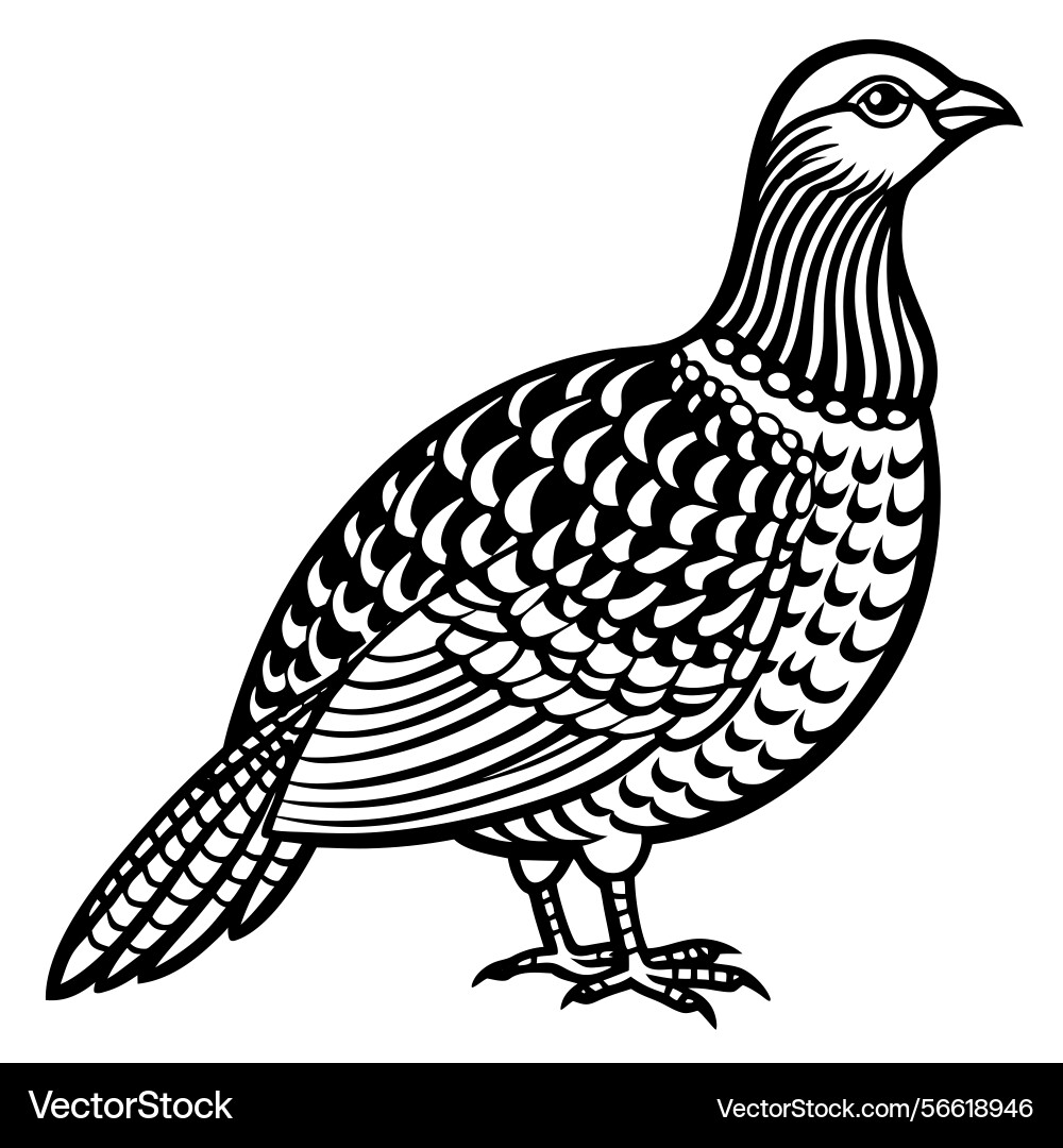 Ruffed grouse white background Royalty Free Vector Image