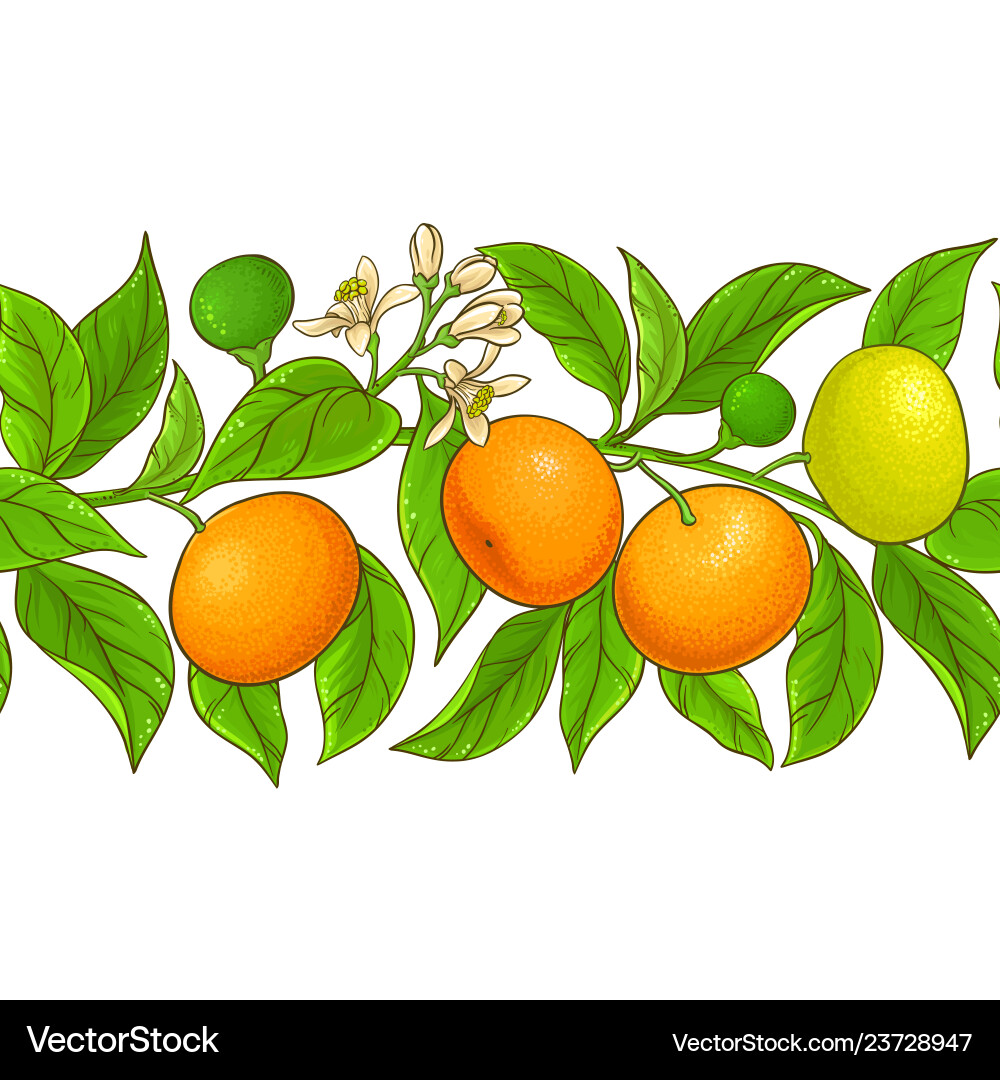 Mandarin pattern on white background Royalty Free Vector