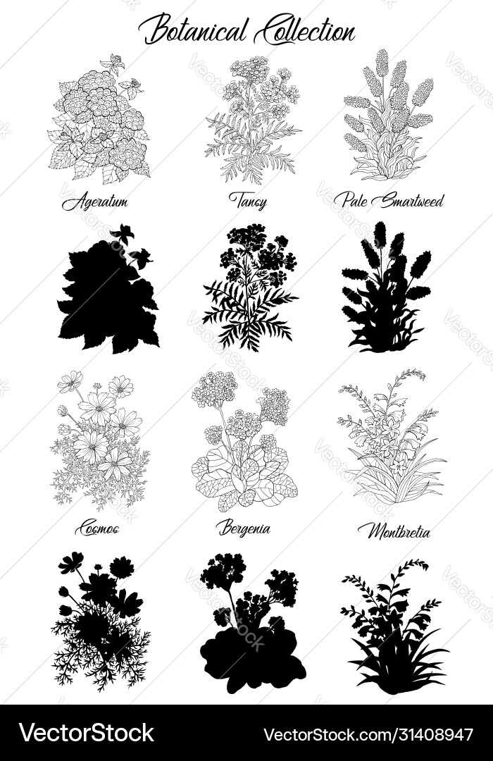 Set black and white outline flowers Royalty Free Vector
