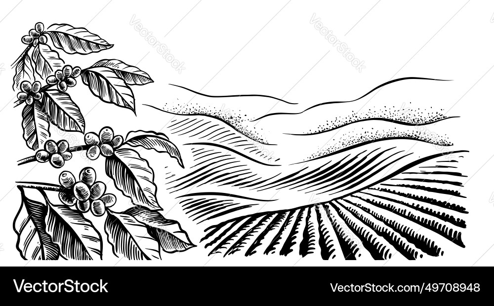 Coffee plantation landscape plant drawing Vector Image