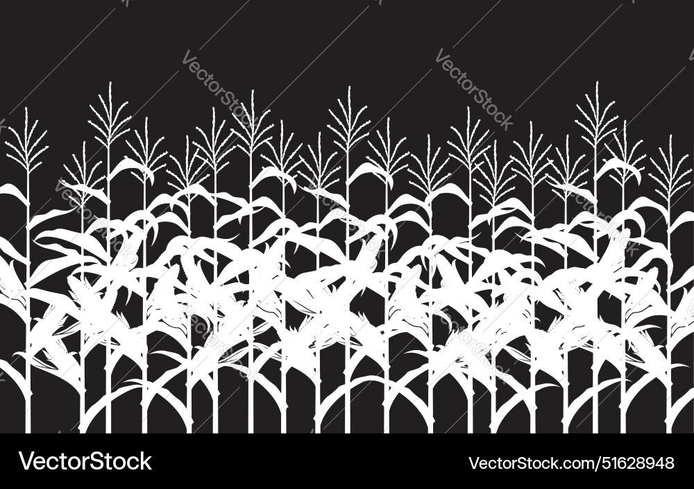 Corn field Royalty Free Vector Image - VectorStock