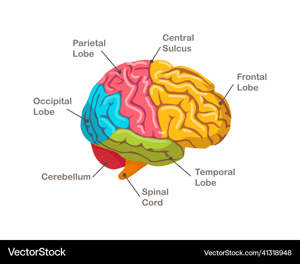 Sections of human brain anatomy side view organ Vector Image