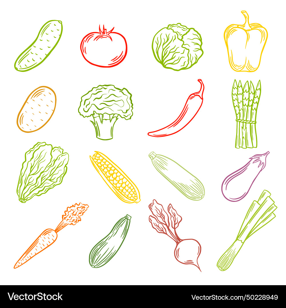 Colorful outline vegetables line art set Vector Image