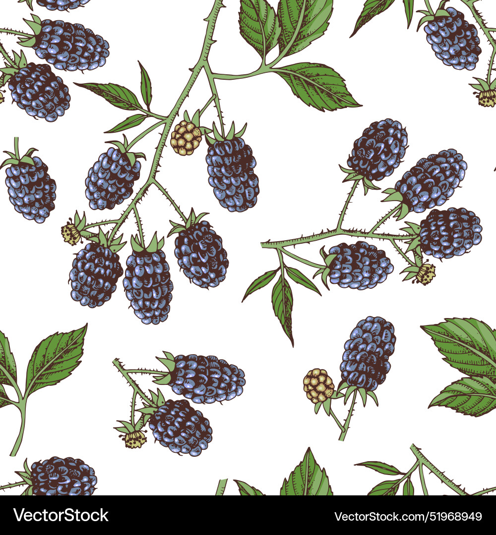 Seamless pattern with blackberries branches Vector Image