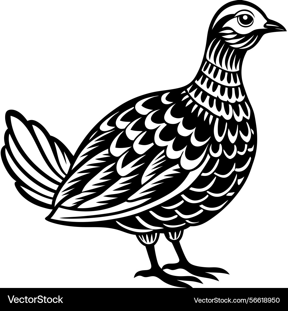 Ruffed grouse white background Royalty Free Vector Image