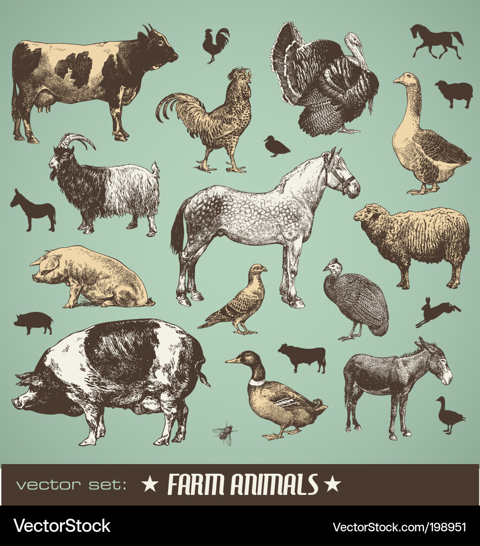 Sheep Engraving Vector Images (over 1,000)