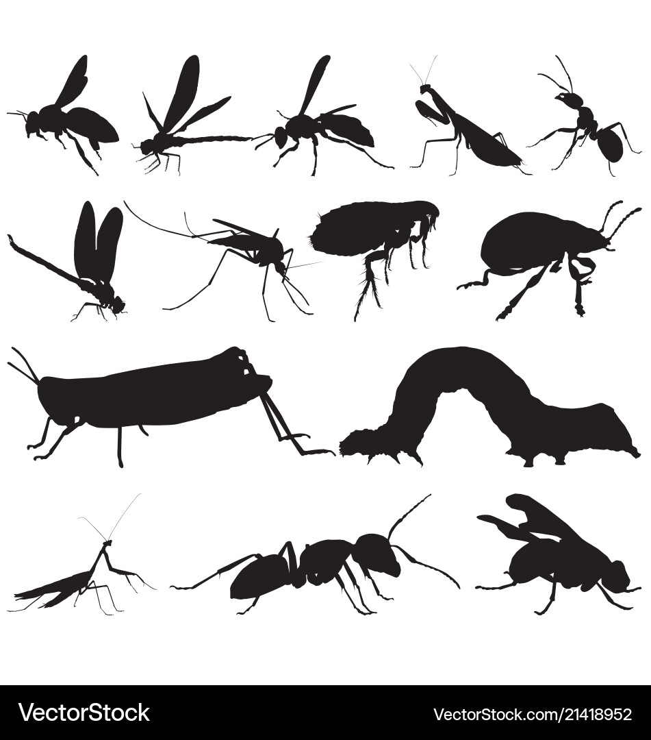 Bugs Royalty Free Vector Image - VectorStock