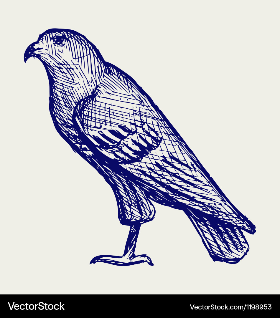 Hawk Royalty Free Vector Image - VectorStock