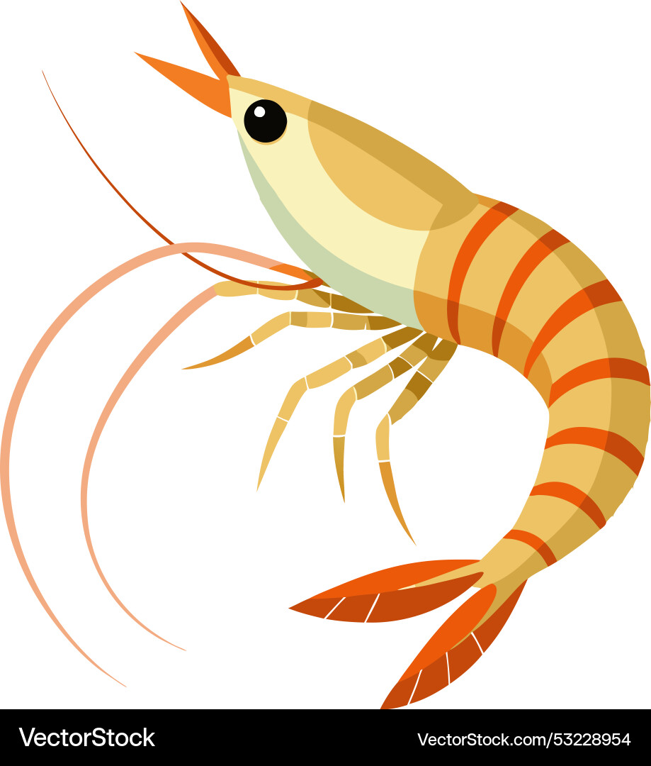 A river shrimp fish Royalty Free Vector Image - VectorStock