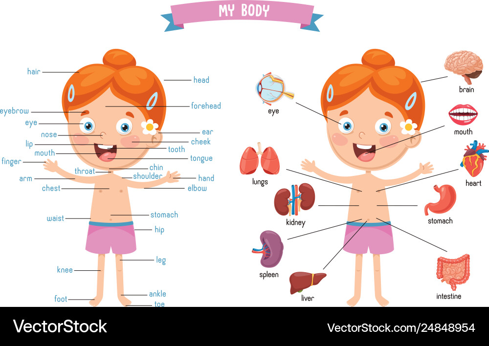 Human Anatomy Diagram Royalty Free Vector Image