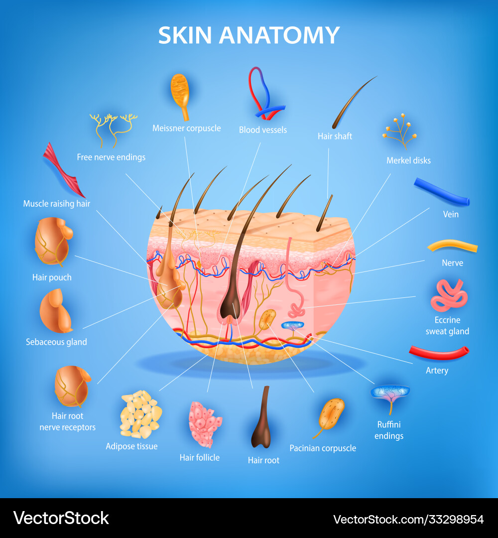 Skin anatomy background Royalty Free Vector Image