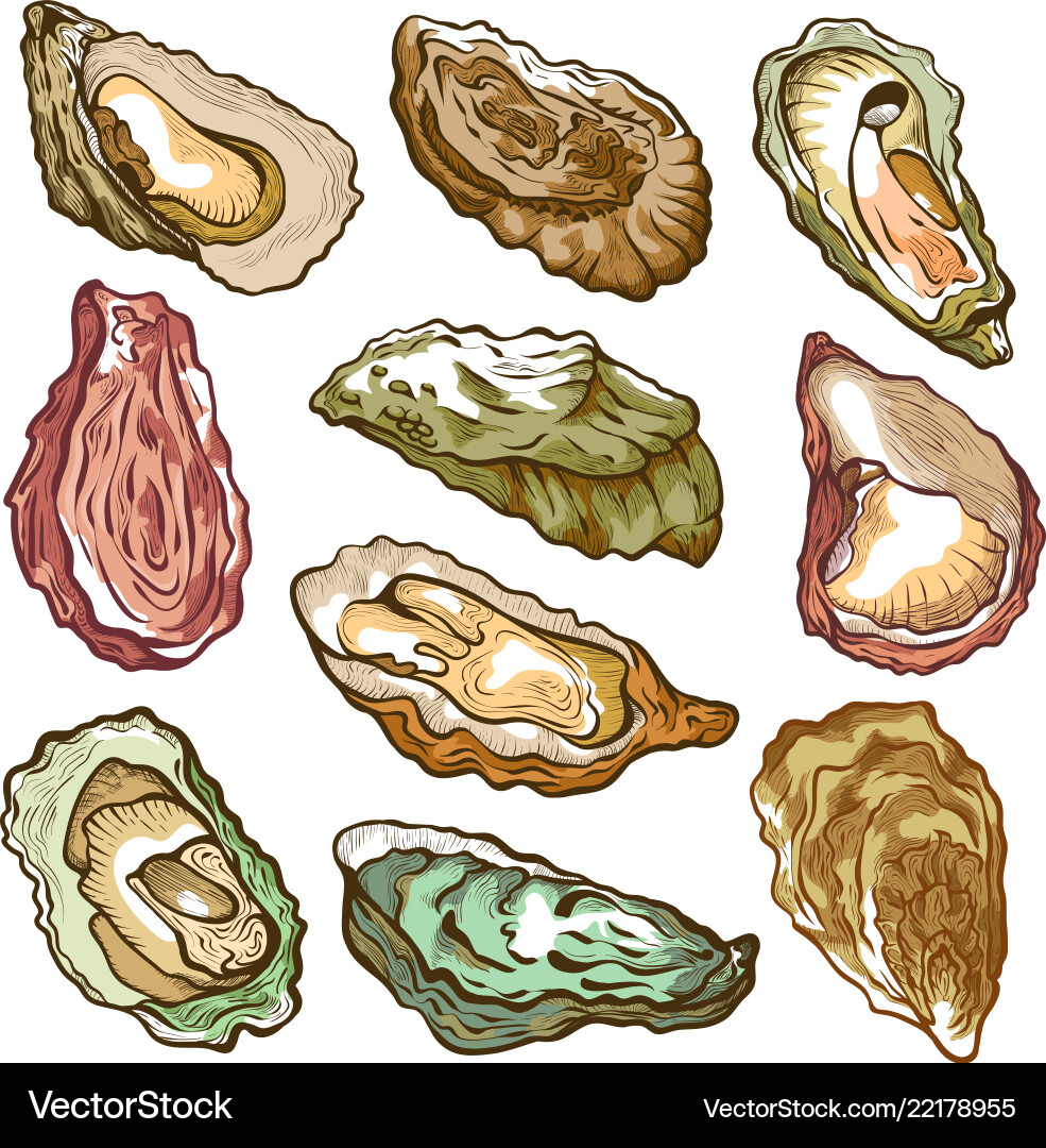 Fresh oyster hand drawn set on white Royalty Free Vector