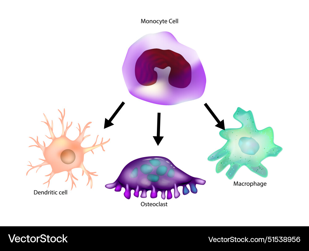 Monocyte Differentiation Macrophage Dendritic Vector Image