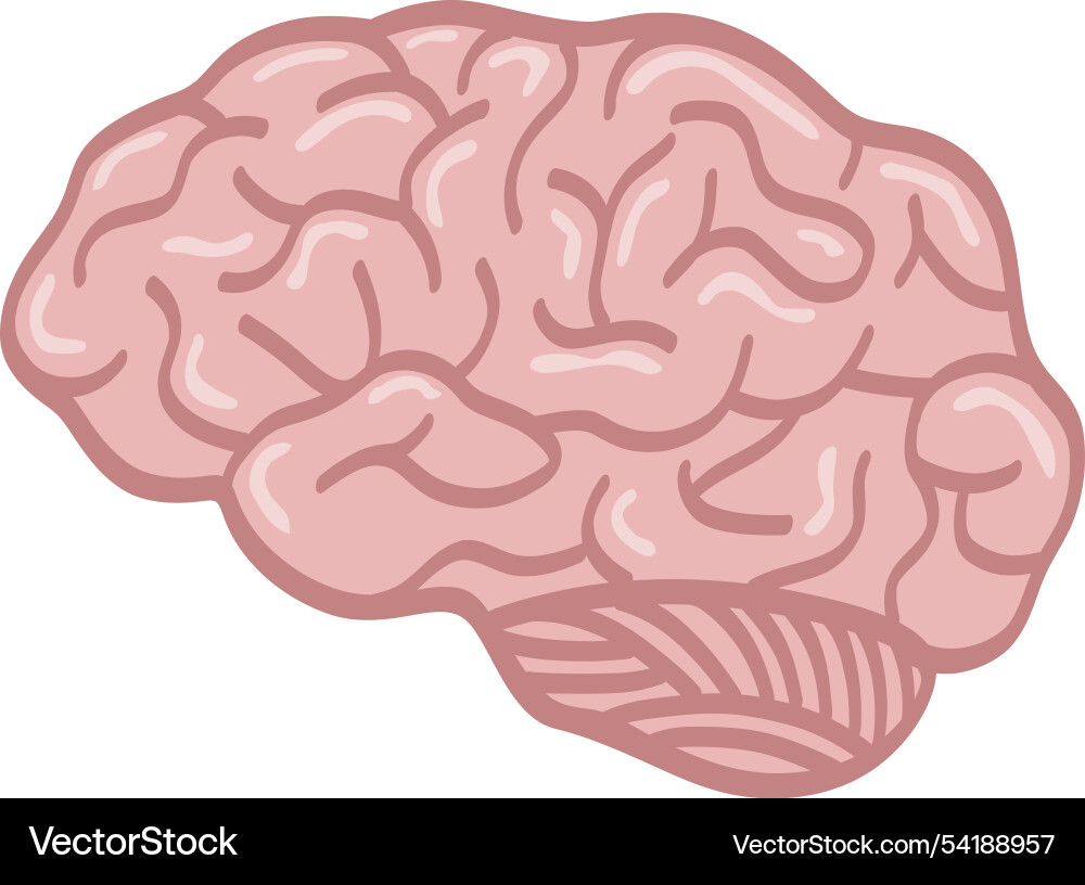Human brain anatomy drawing Royalty Free Vector Image