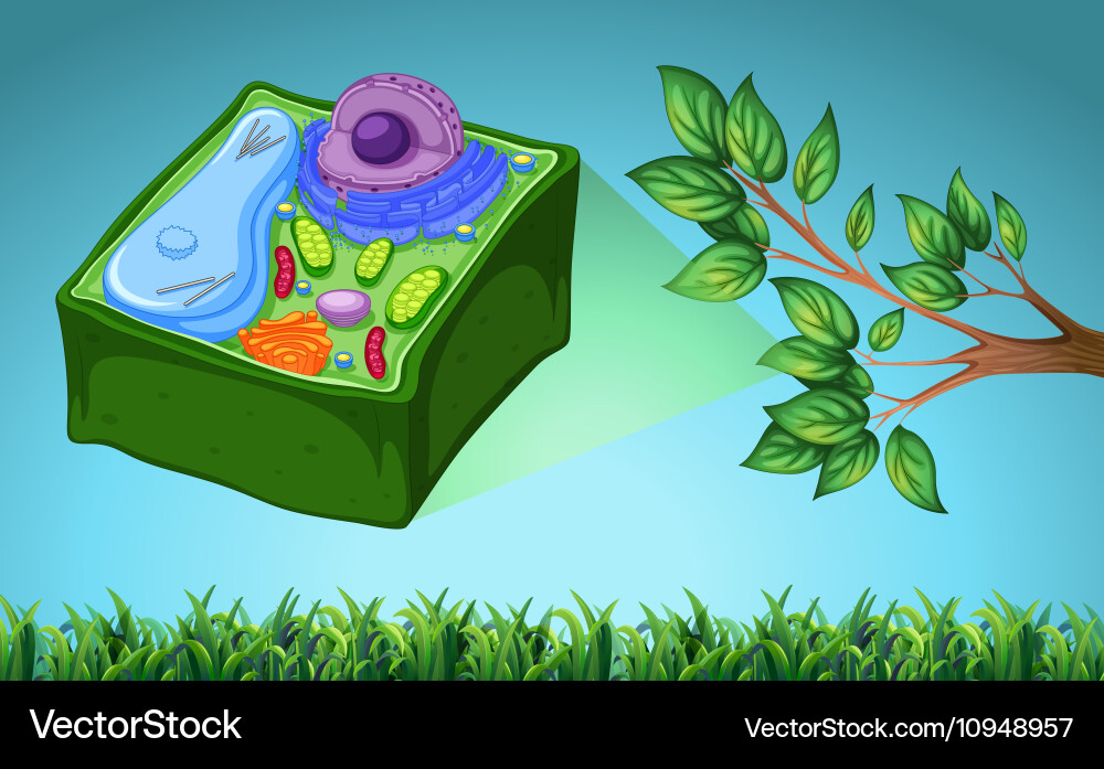 Plant cell and green leaf Royalty Free Vector Image
