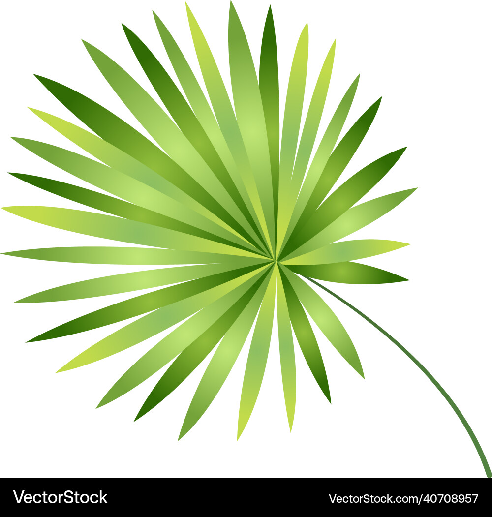 Tropical tree leaf exotic rainforest plant Vector Image