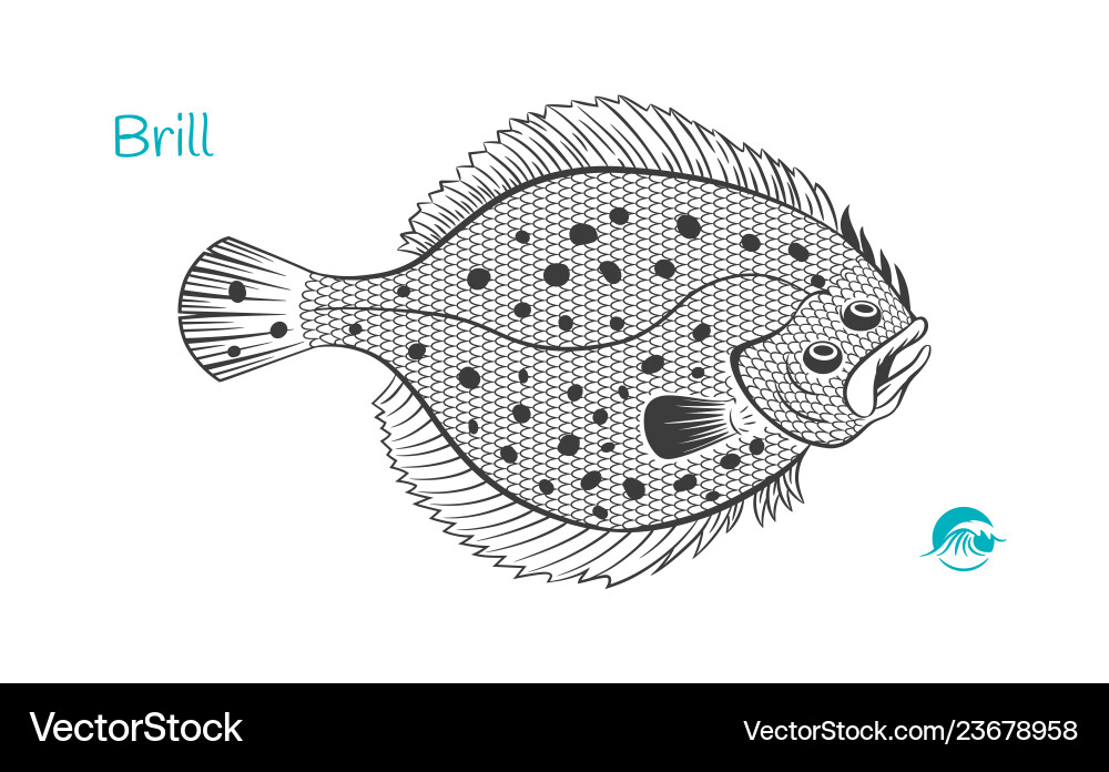 Brill hand-drawn Royalty Free Vector Image - VectorStock