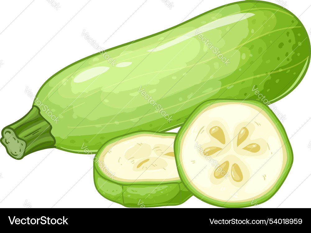 Courgette Royalty Free Vector Image - VectorStock