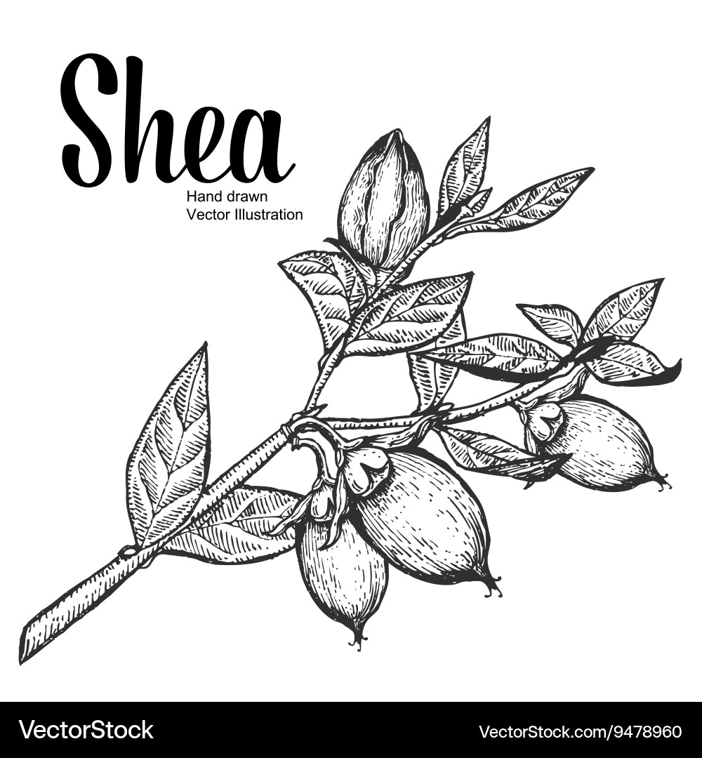 Shea plant Royalty Free Vector Image - VectorStock