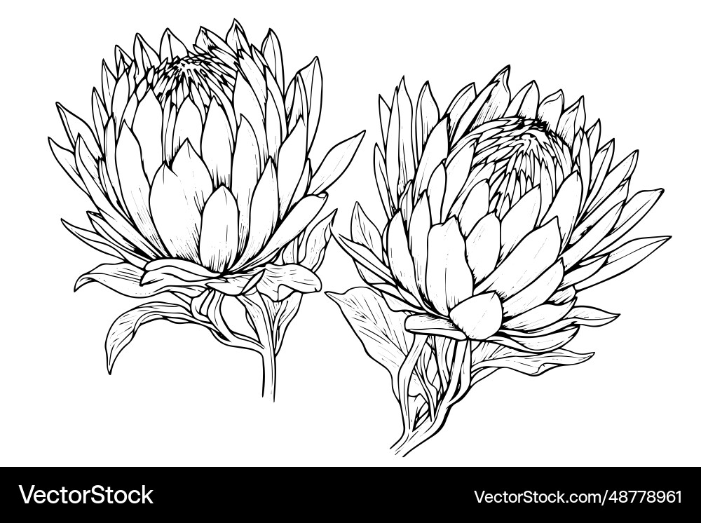 King Protea Flower Drawing Three Protea Flowers Vector & Photo (Free