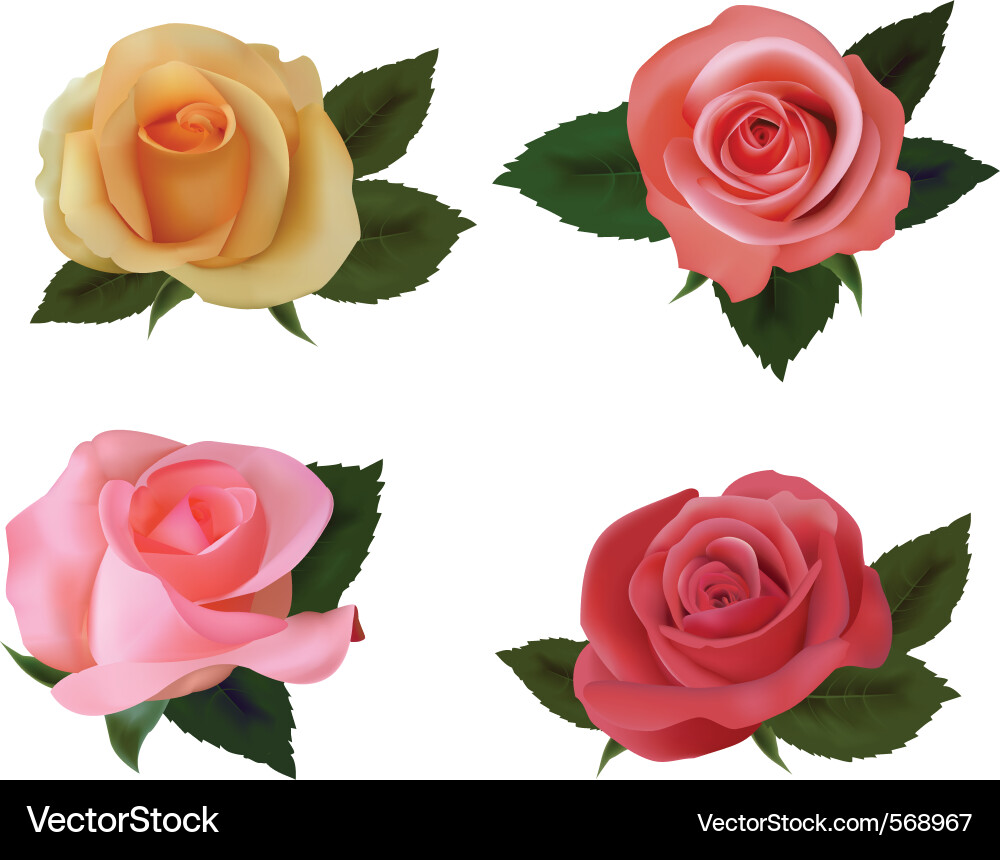 Elegant Group of Roses Royalty Free Vector Image
