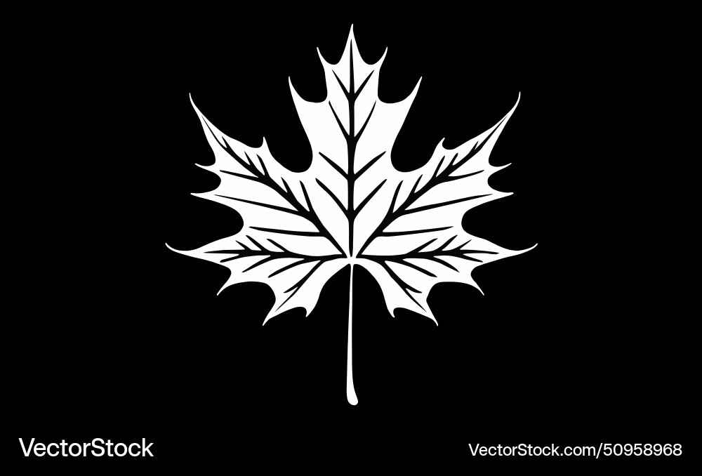 Stylized white maple leaf on a black background Vector Image
