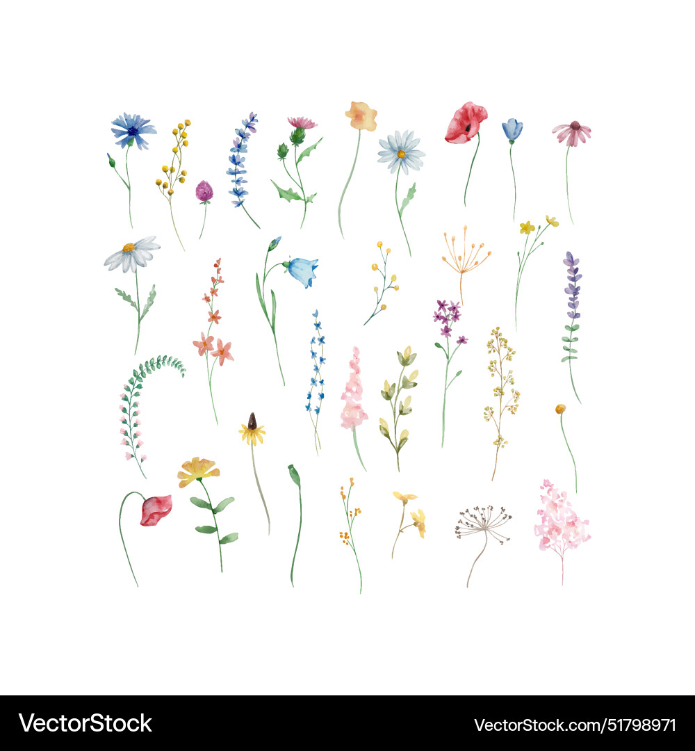 Watercolor wildflowers delicate botanical Vector Image