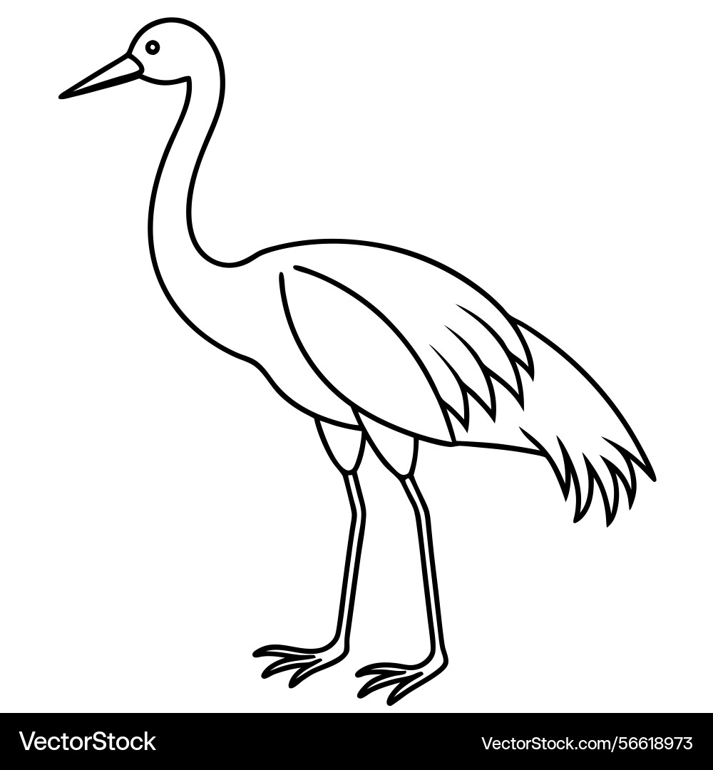 Sandhill crane white background Royalty Free Vector Image