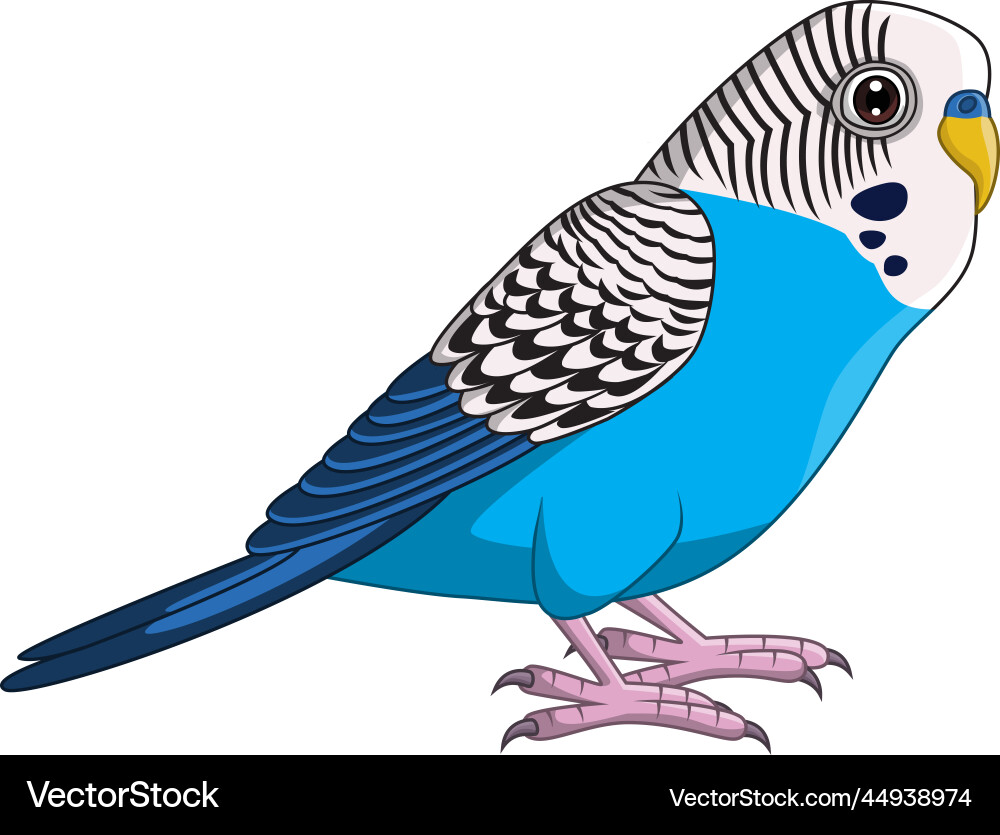 Parakeet Cartoon Cute Vector Images (over 1,400)