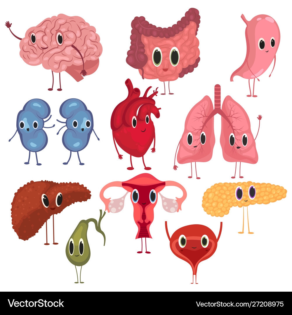 Cute Cartoon Human Organ Characters Royalty Free Vector