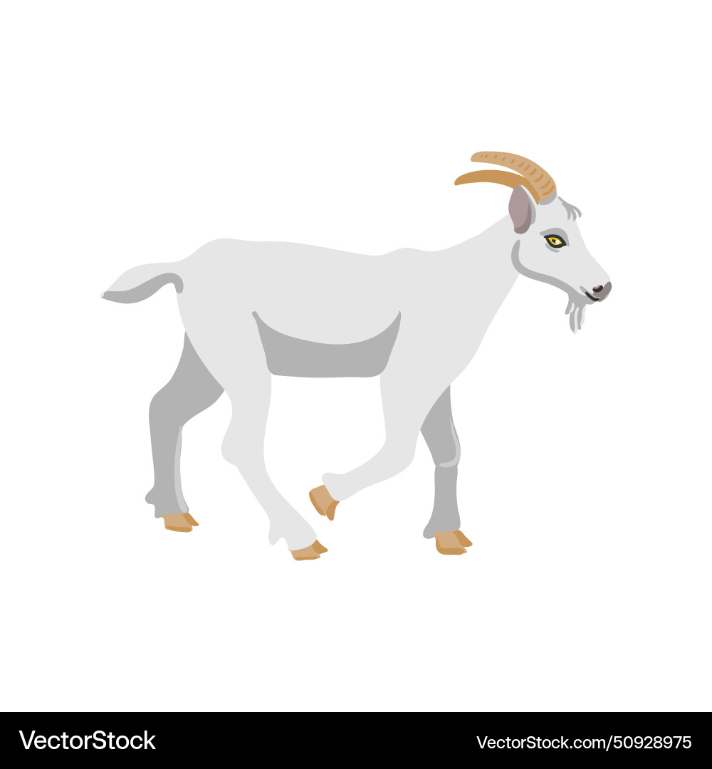 Drawing white goat Royalty Free Vector Image - VectorStock