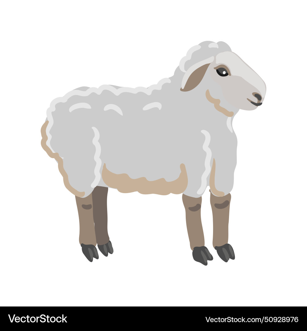 Drawing grey sheep Royalty Free Vector Image - VectorStock