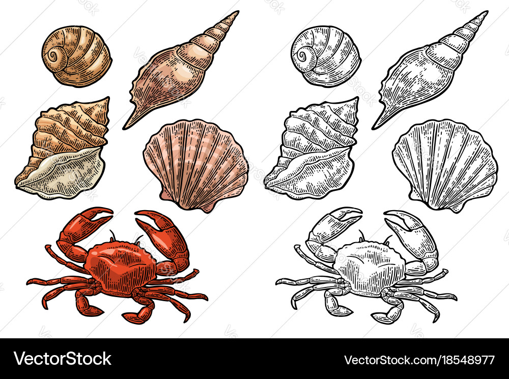 Crab and shell isolated on white background Vector Image