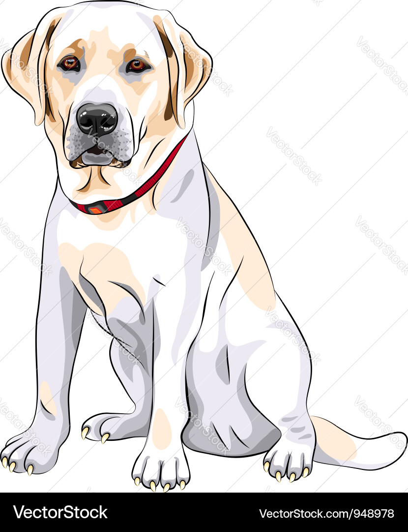 Labrador retriever Royalty Free Vector Image - VectorStock