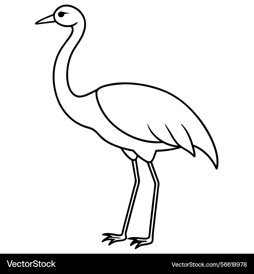 Sandhill crane white background Royalty Free Vector Image