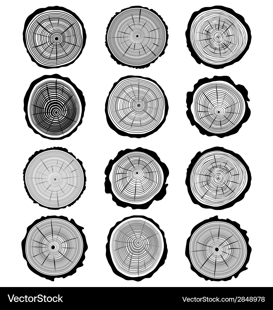 Tree Ring Cross Section Royalty Free Vector Image
