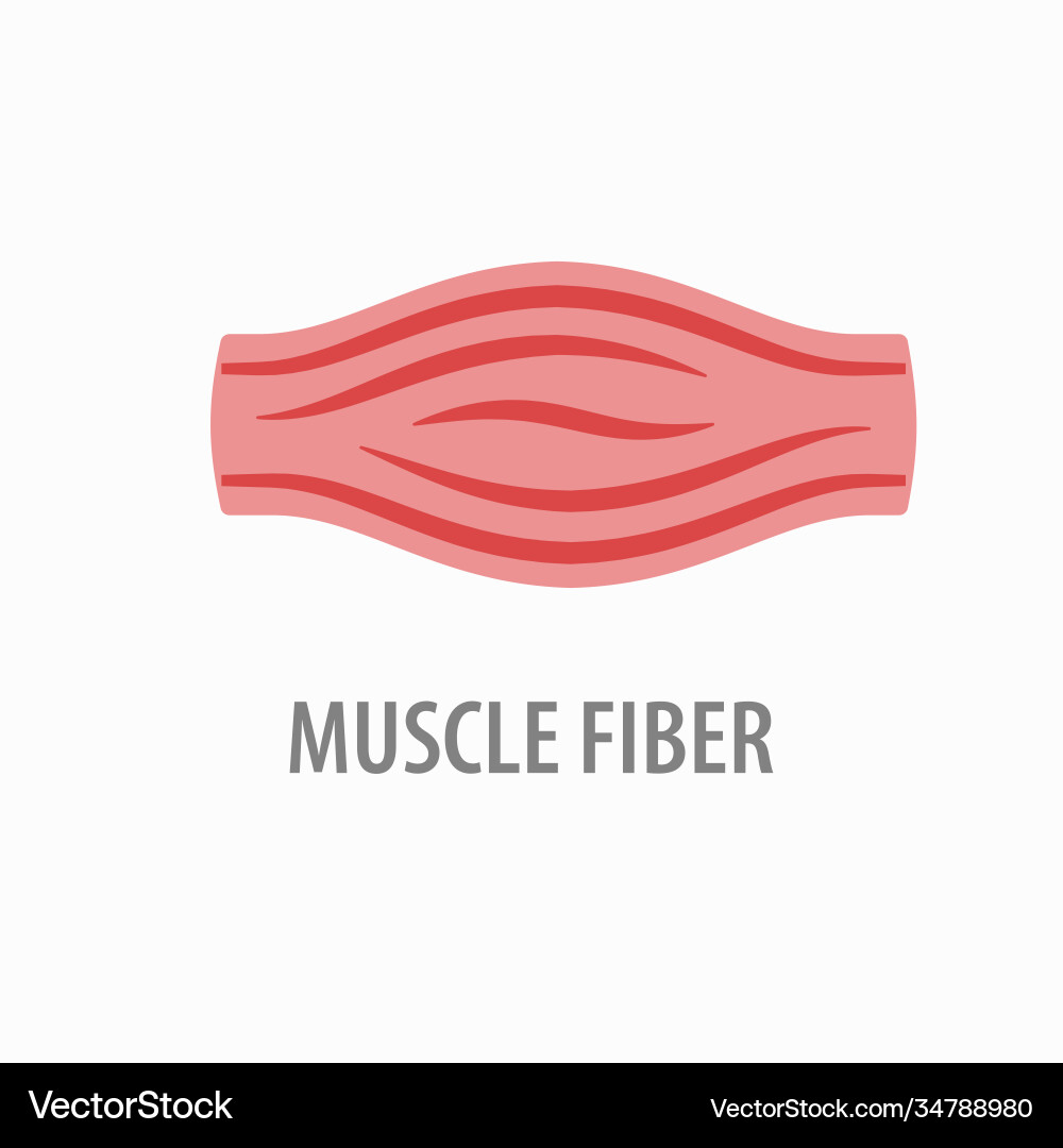 Muscle fiber icon sign Royalty Free Vector Image