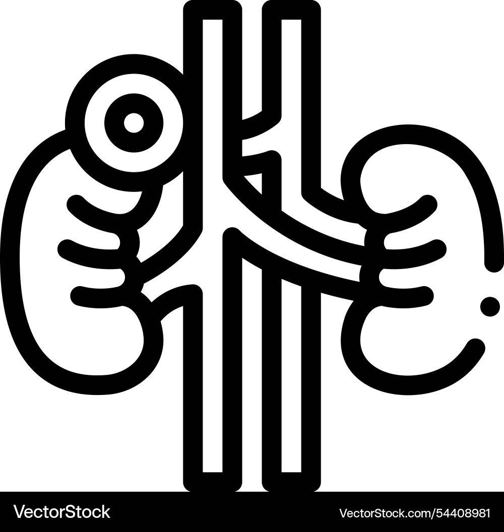 Kidney icon thin linear style design isolated Vector Image