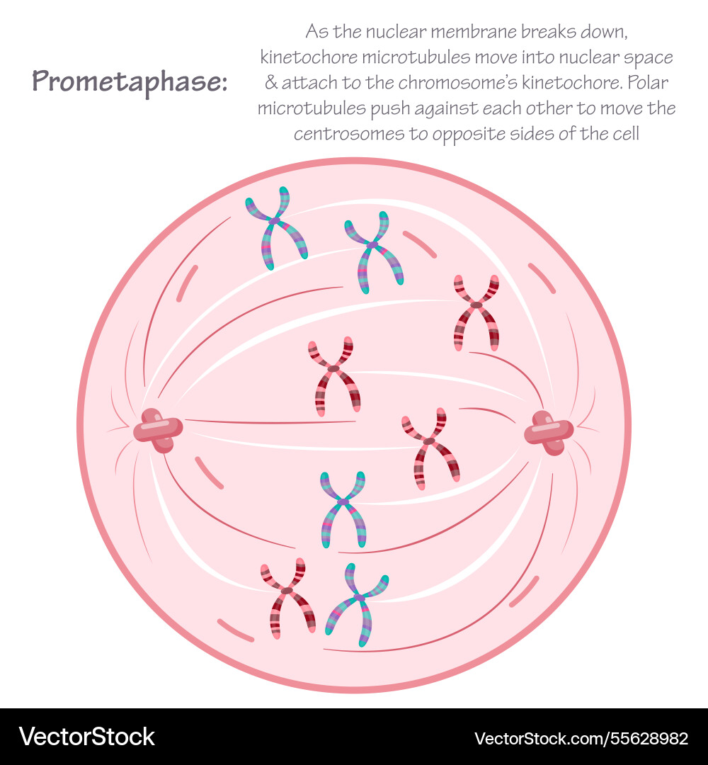 Prometaphase stage of mitosis Royalty Free Vector Image