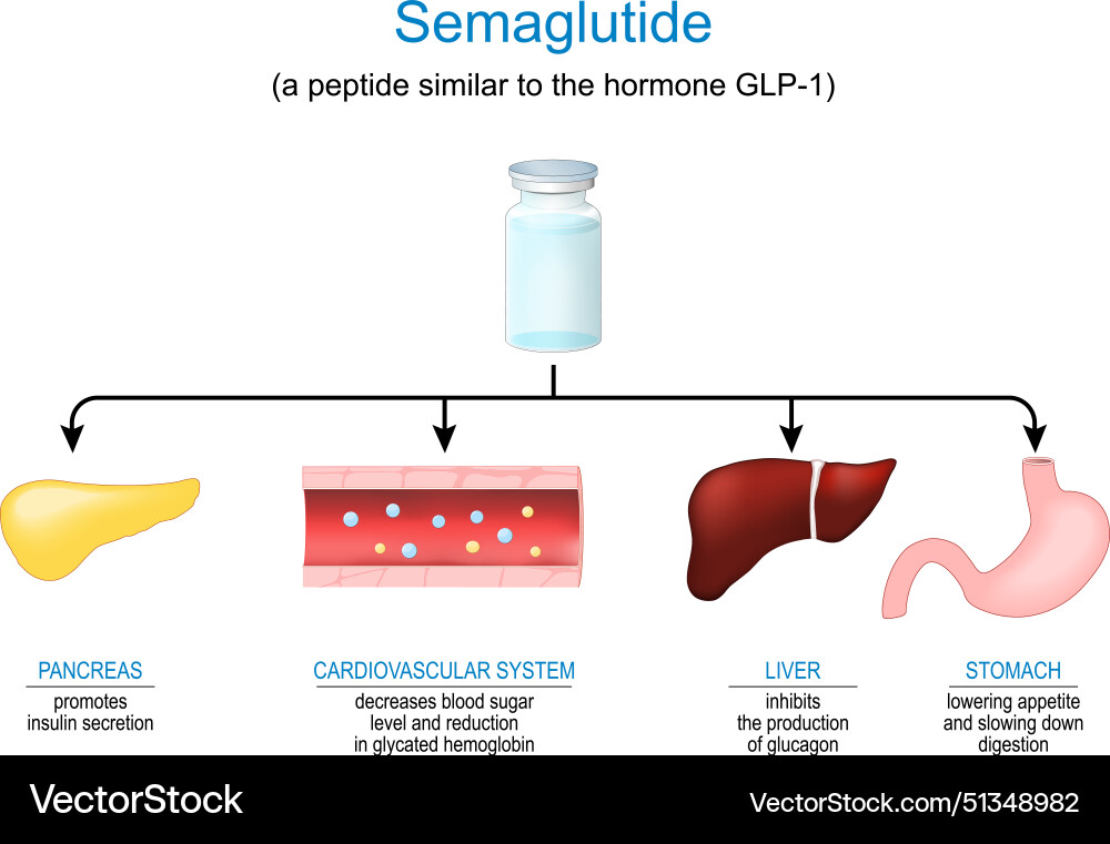 Semaglutide peptide hormone mechanism of action Vector Image