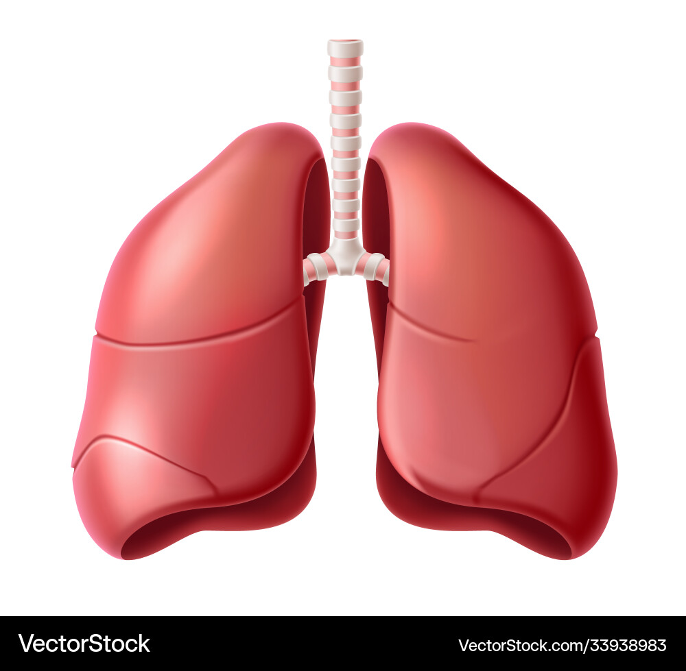 3D Human Lung Anatomy Model Royalty Free Vector Image