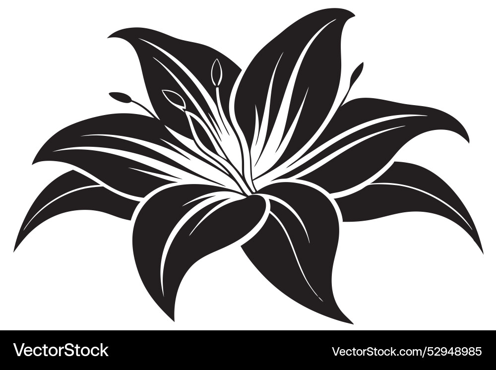 Beautiful lily flower floral Royalty Free Vector Image