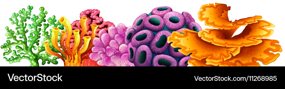 Coral reef on white background Royalty Free Vector Image